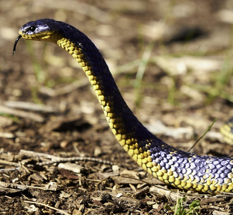 The Tiger Snake: A Vital Species in Australia – CFS News