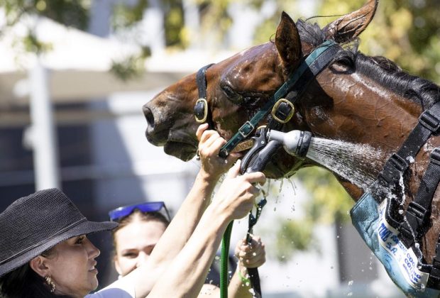 Previewing the Adelaide Cup 2025: A Celebration of Horse Racing – CFS News