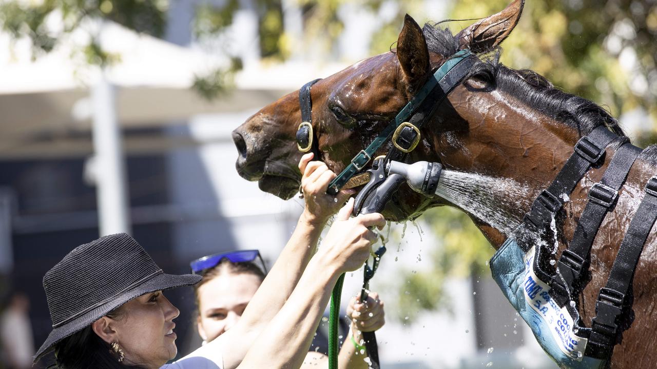 Previewing the Adelaide Cup 2025: A Celebration of Horse Racing – CFS News