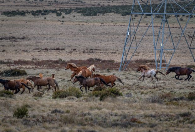 Understanding Brumbies: Australia’s Wild Horse Heritage – CFS News