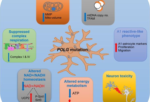 Exploring POLG Mitochondrial Disease: Symptoms and Insights – CFS News