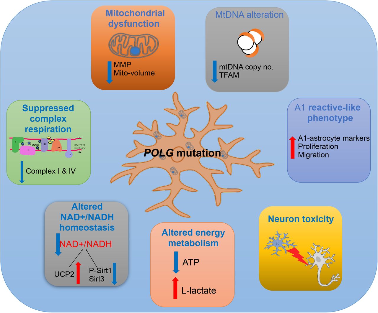 Exploring POLG Mitochondrial Disease: Symptoms and Insights – CFS News