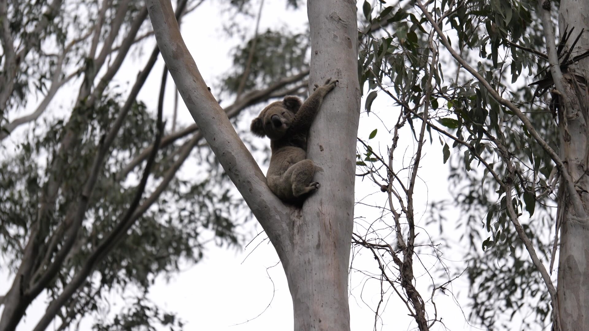 Overview of Aerial Culling Koalas at Budj Bim – CFS News