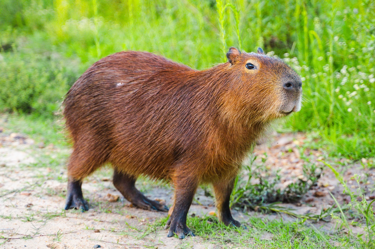 All About Capybaras: The Gentle Giants of the Animal Kingdom – CFS News