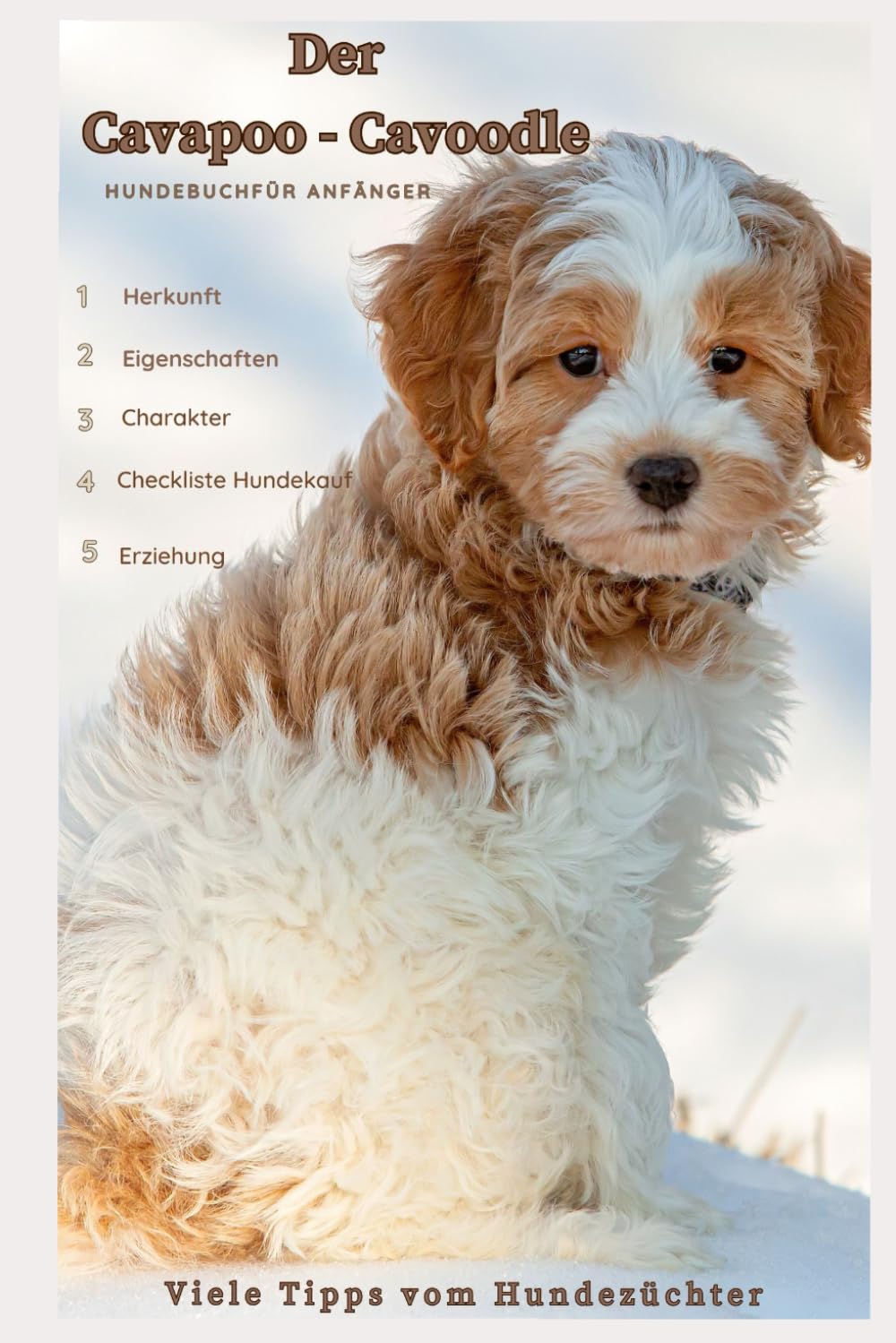 All About Cavoodles: The Perfect Family Companion – CFS News