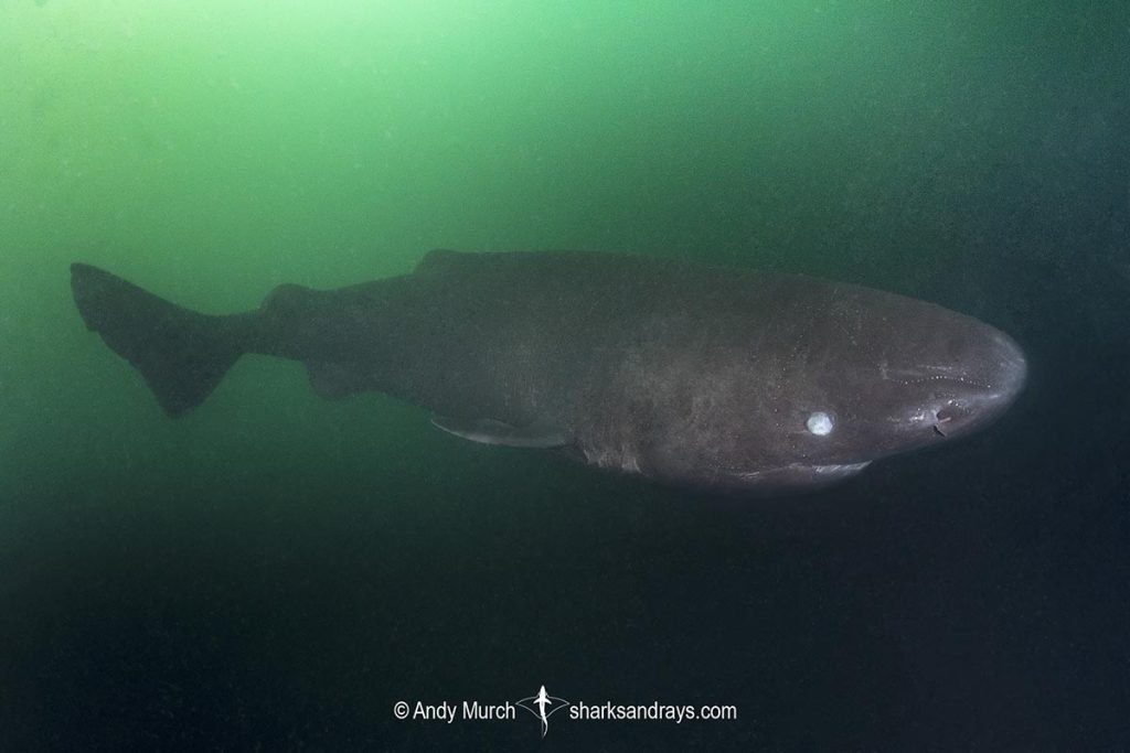 Exploring the Pacific Sleeper Shark: A Mysterious Deep-Sea Dweller ...