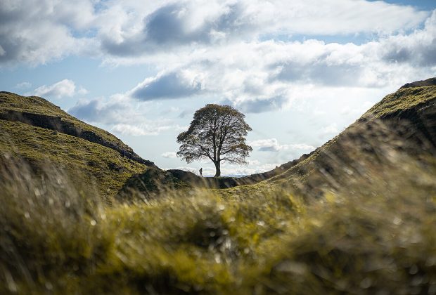 The Significance of the Sycamore Gap Tree – CFS News