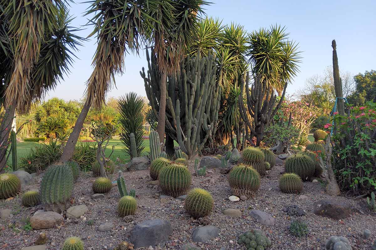 The Benefits of Incorporating Prickly Plants in Your Garden – CFS News