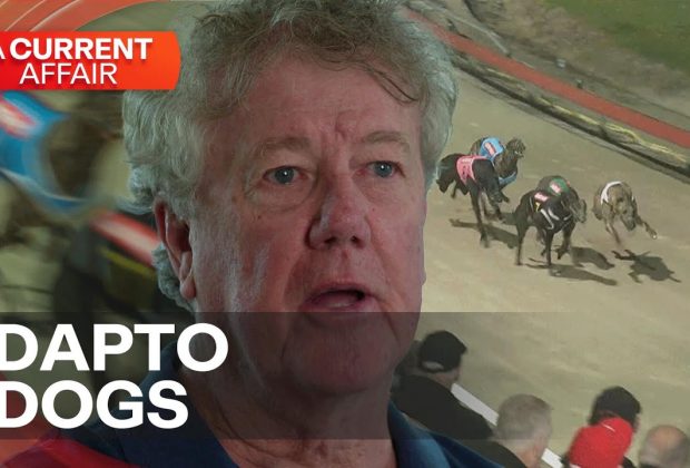 Exploring the Dapto Dogs Community and Its Impact – CFS News