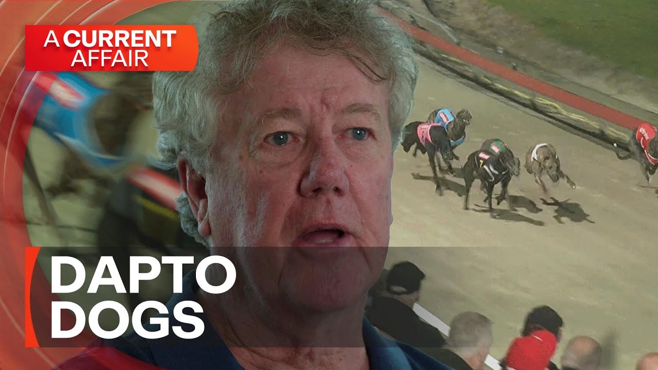 Exploring the Dapto Dogs Community and Its Impact – CFS News
