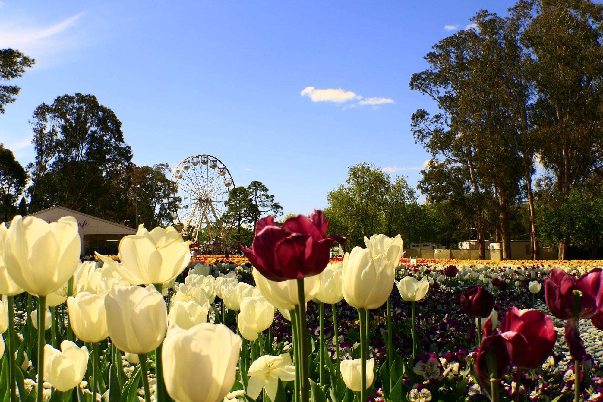 Floriade Canberra: A Celebration of Spring and Culture – CFS News