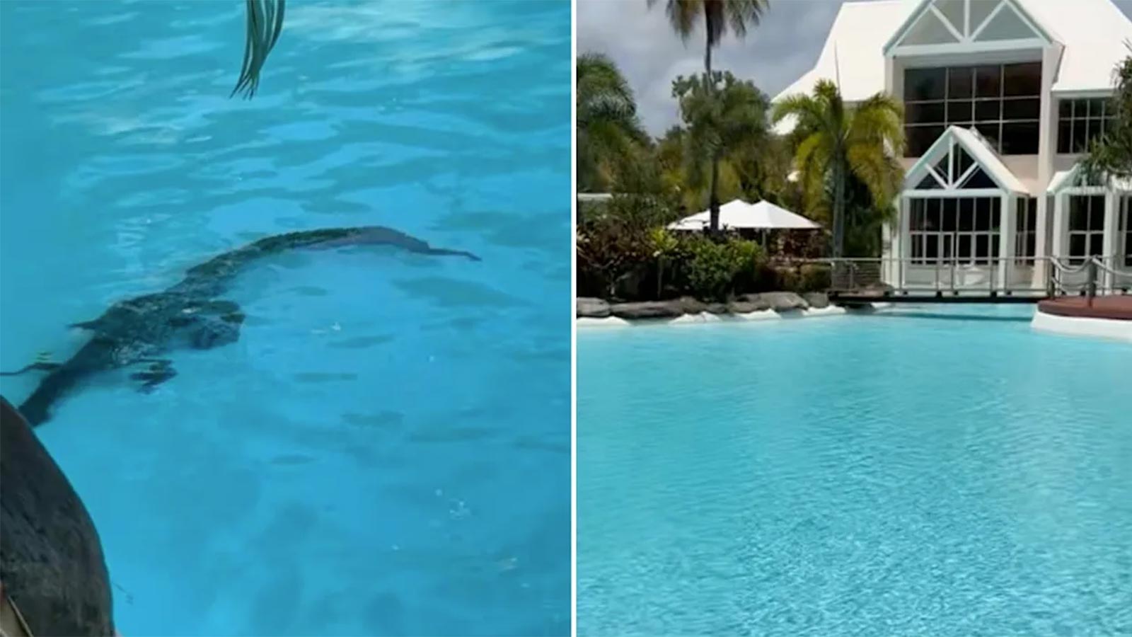 Crocodile Spotted in Pool: Safety Concerns Rise in Port Douglas – CFS News