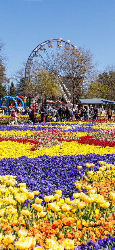 Discover Floriade Canberra: The Iconic Flower Festival – CFS News