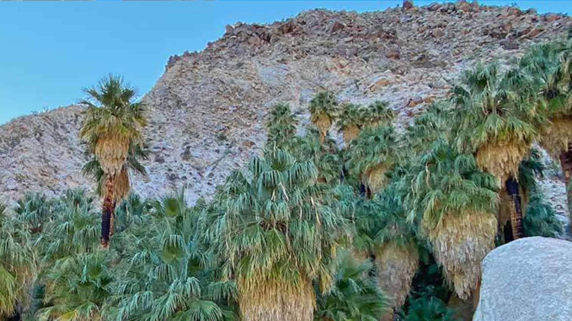 Understanding Oases: Earth’s Unique Ecosystems – CFS News