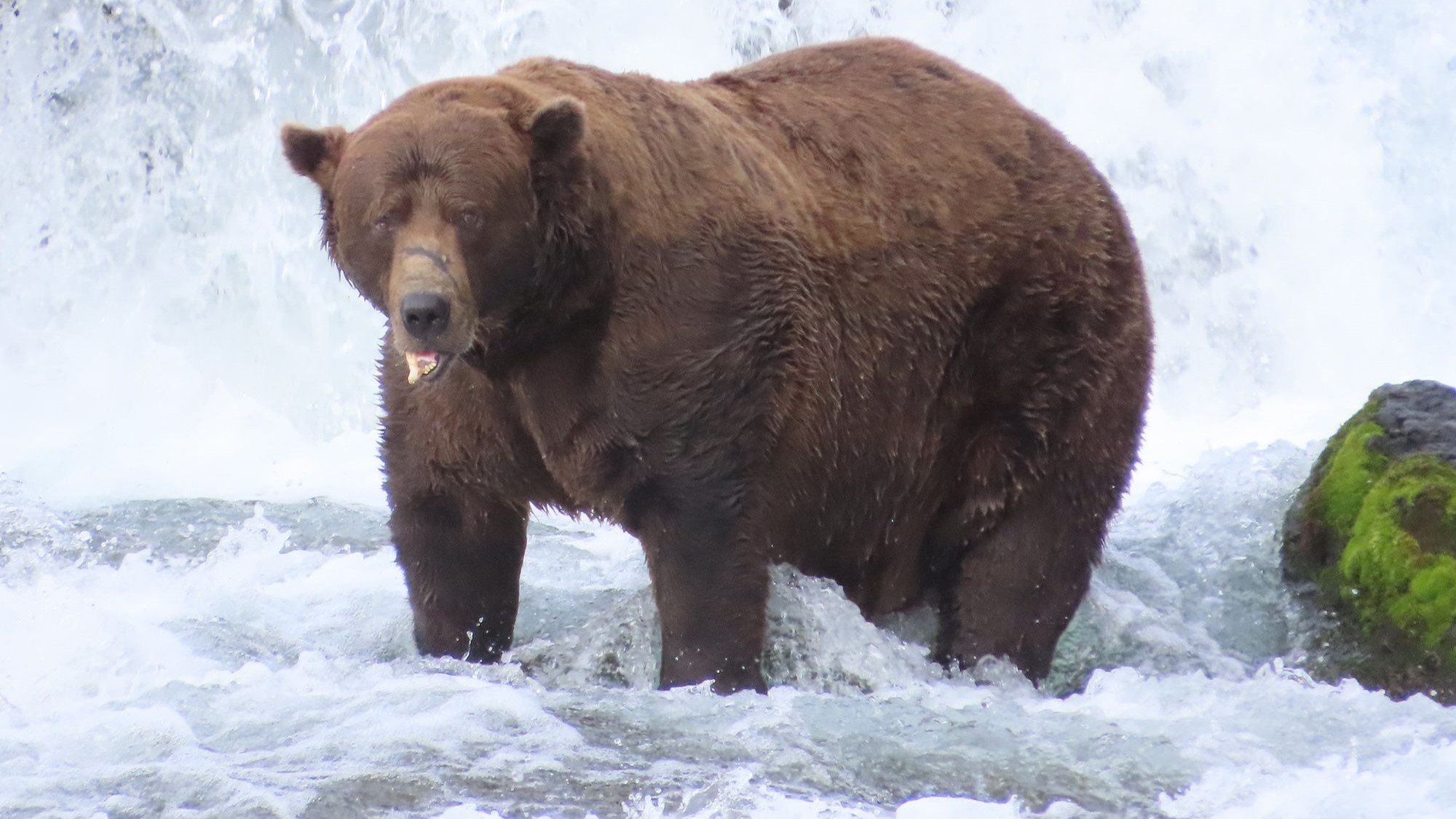 The Cultural Impact of ‘The Bear’ Show – CFS News