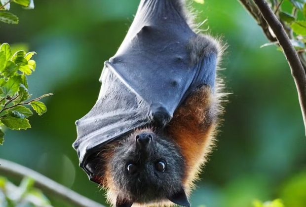 The Vital Role of Flying Foxes in Australia’s Ecosystem – CFS News