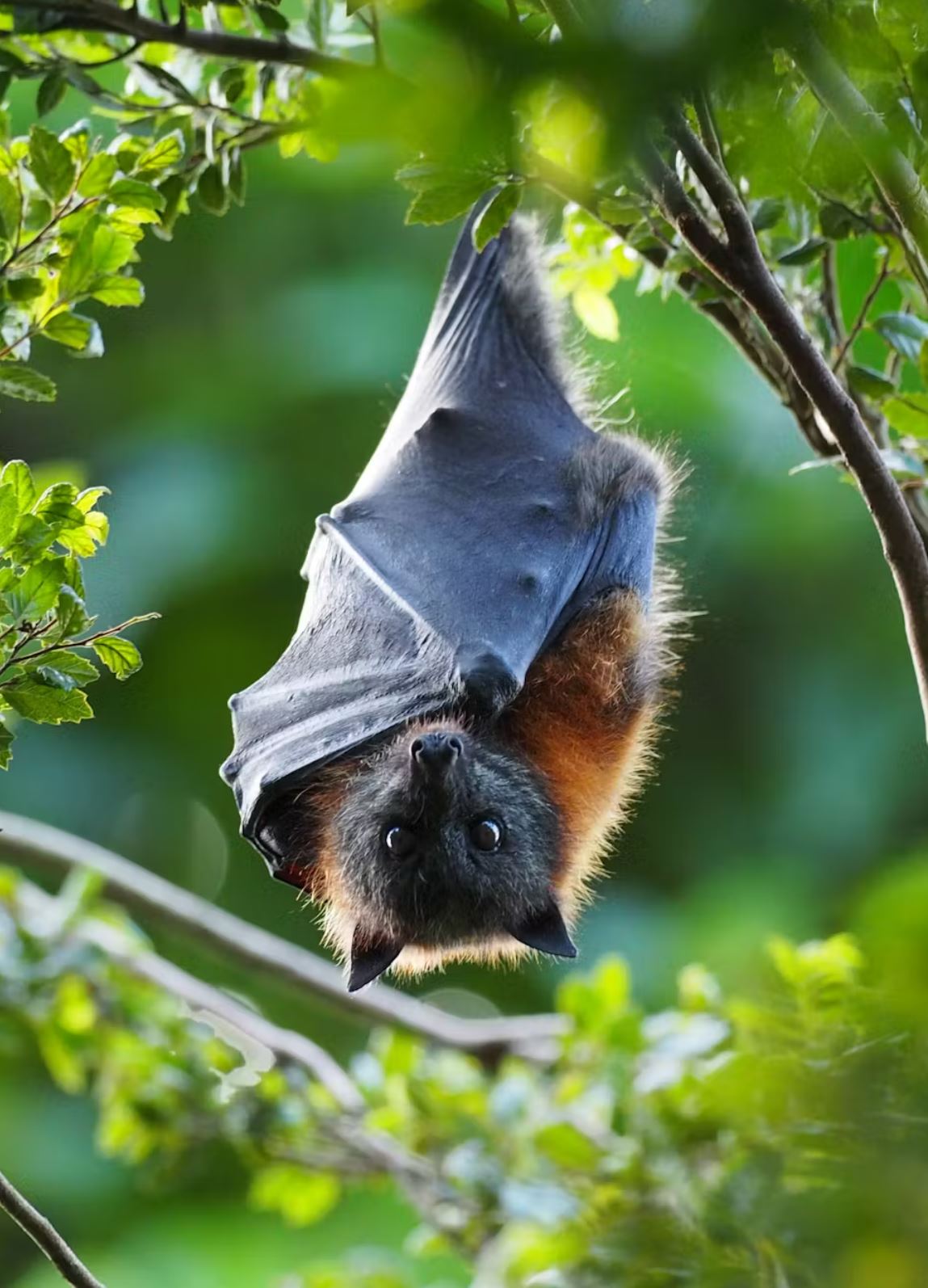 The Vital Role of Flying Foxes in Australia’s Ecosystem – CFS News